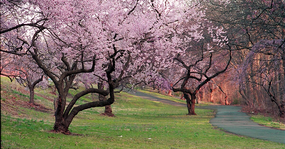 Parque Branch Brook en Newark, New Jersey | Tripomatic