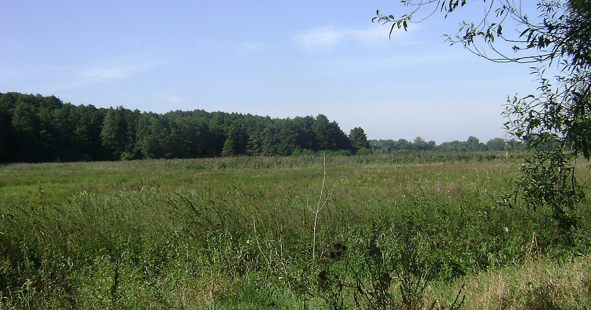 Rezerwat przyrody Łęgi Oborskie w Obory, Polska | Tripomatic