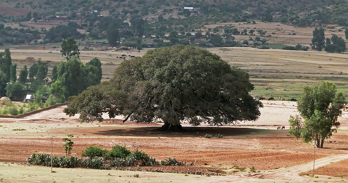 Ficus sycomorus- Sycamore fig in Tel Aviv | Tripomatic