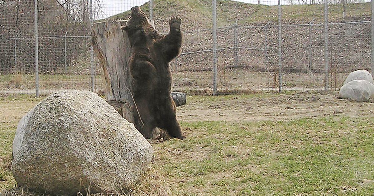 Zoo Montana