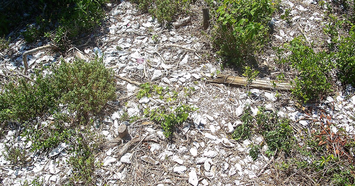 Turtle Mound in Florida, United States | Tripomatic