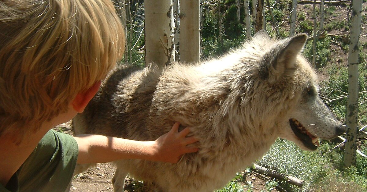 Mission: Wolf in Colorado | Tripomatic