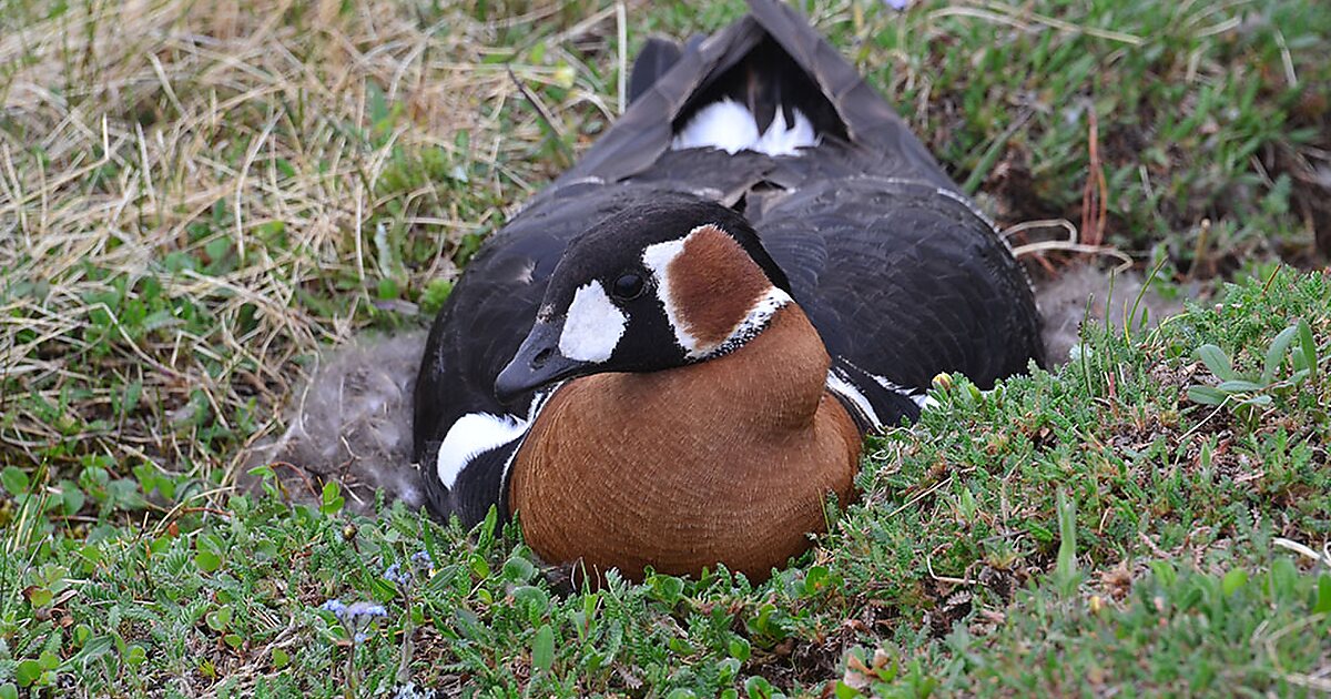 Reserva Natural de Taymyr em Russia | Sygic Travel