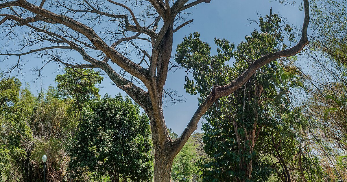 Samán de Güere en Turmero, Venezuela | Tripomatic