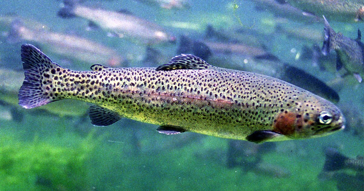 Lake Atalanta in Rogers | Tripomatic