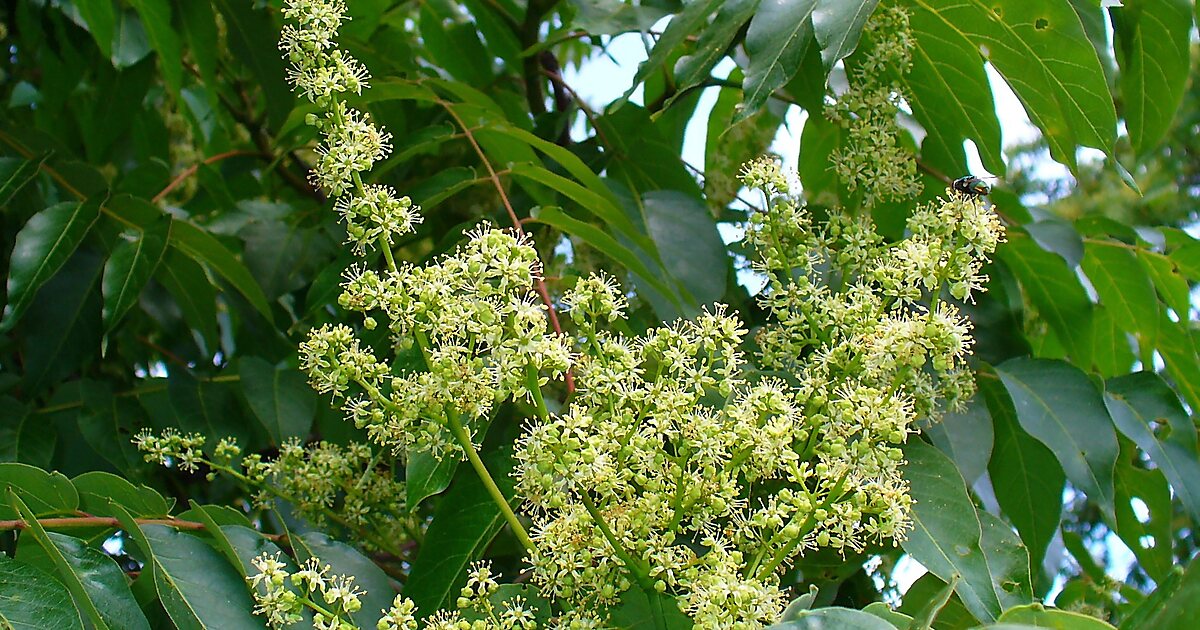 Ailanthus in Bangalore, India | Sygic Travel