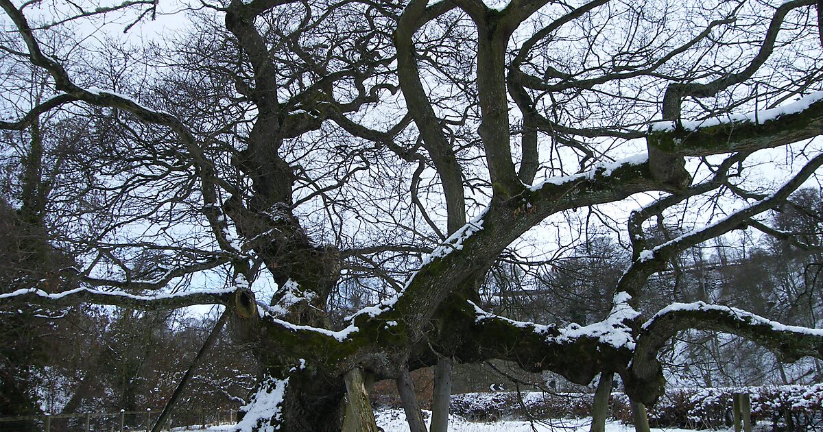 Capon Tree in Hundalee Mill, UK | Tripomatic