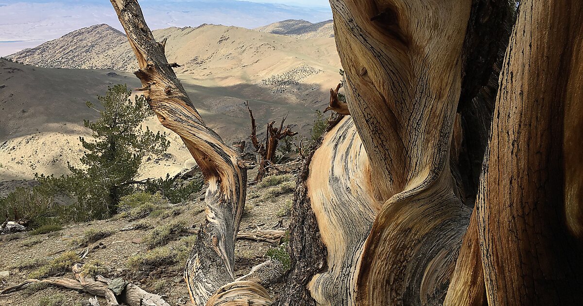 Inyo National Forest in Esmeralda County, Nevada, United States ...