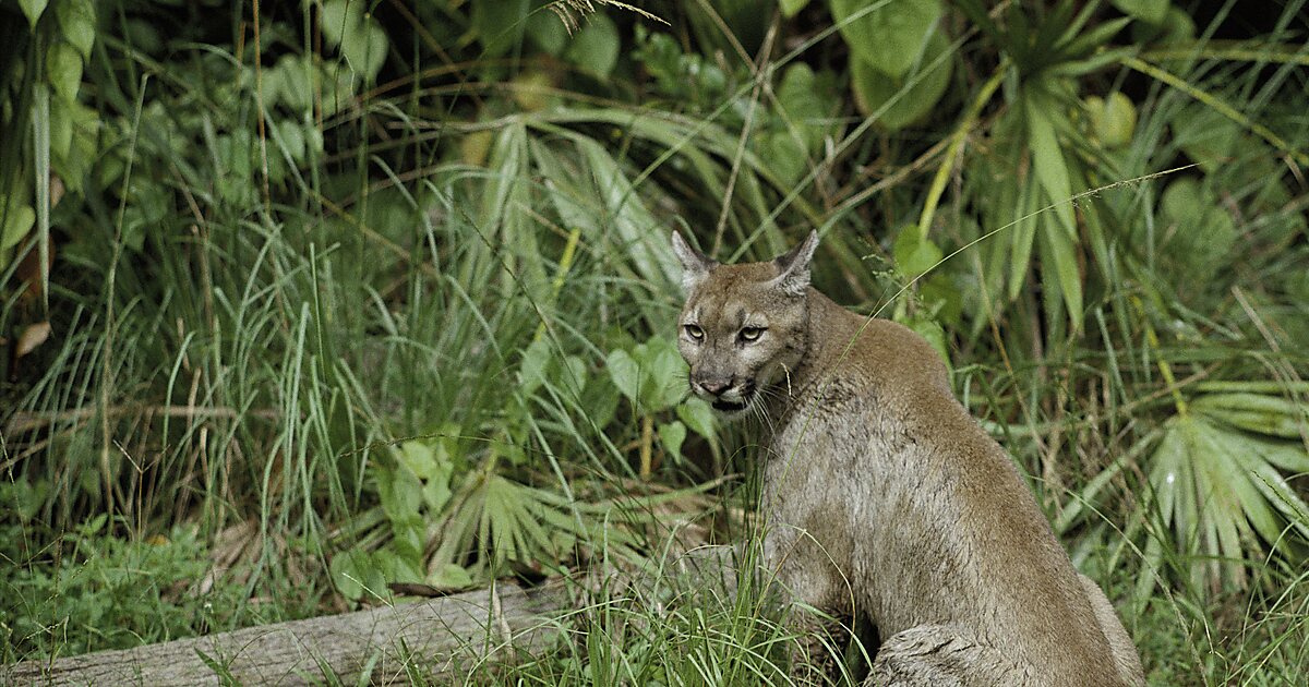 Florida Panther National Wildlife Refuge in Florida, United States ...
