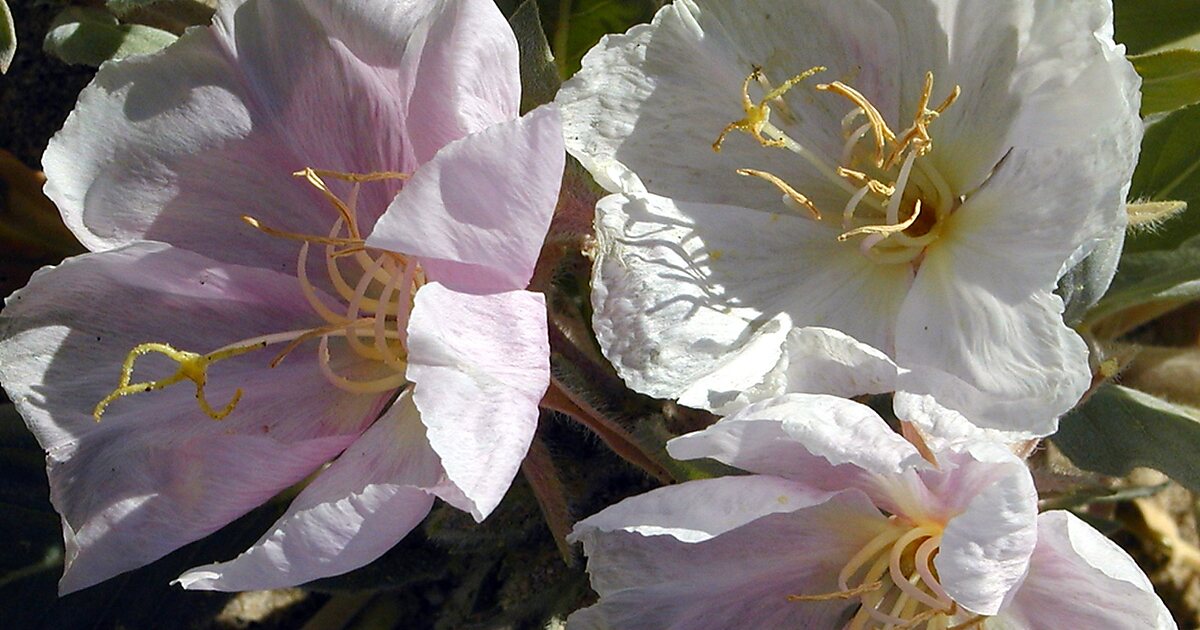 Eureka Dunes in Inyo County, California, United States | Tripomatic