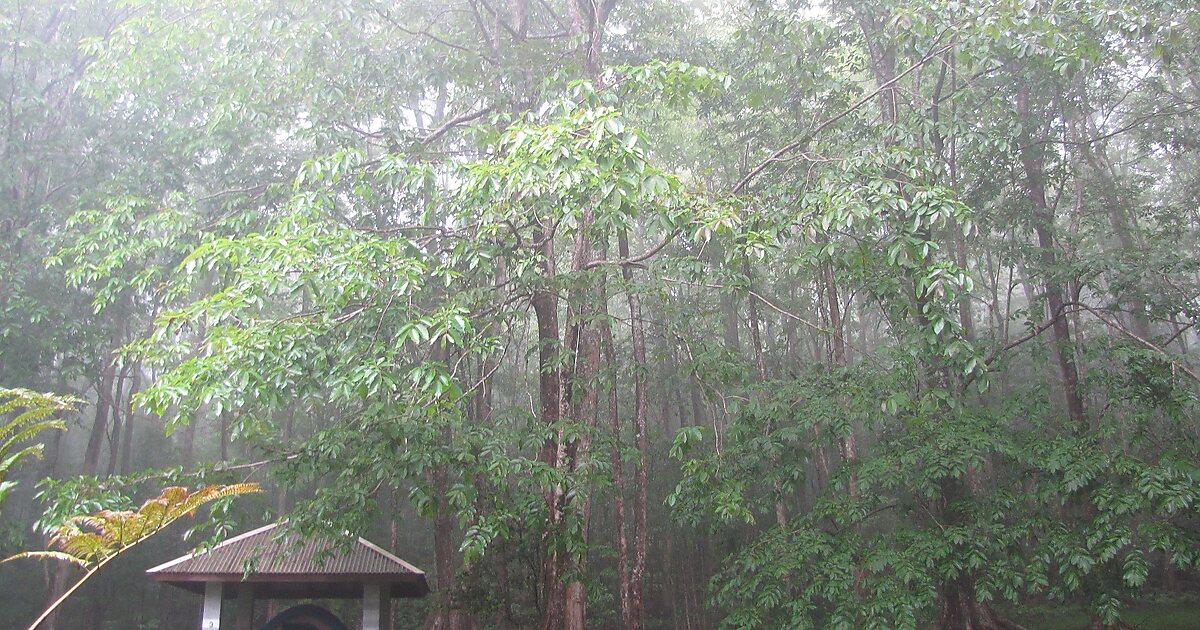 Kalopa State Recreation Area in Hawaii | Tripomatic