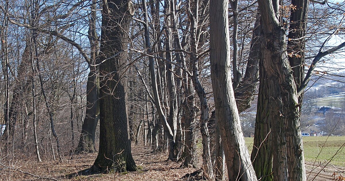 Zwiernik in Lesser Poland Voivodeship, Polska | Tripomatic