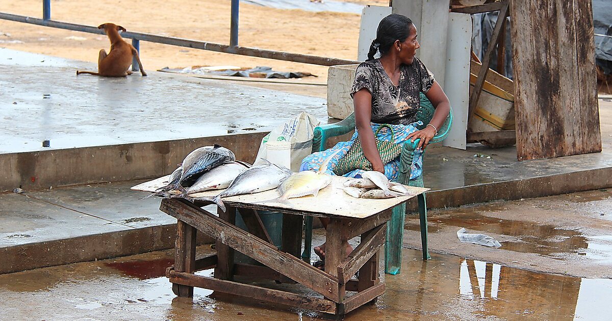 Negombo Fish Market in Negombo, Sri Lanka | Tripomatic