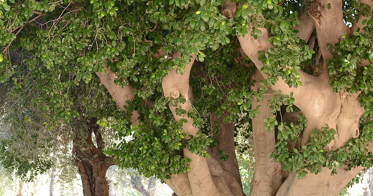 El Harti Gardens in Marrakesh Prefecture
