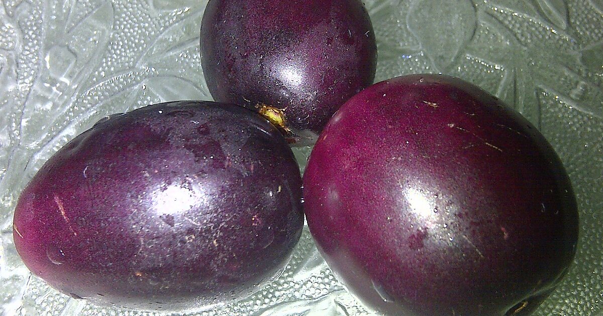 Syzygium cumini in Saint-Pierre | Tripomatic