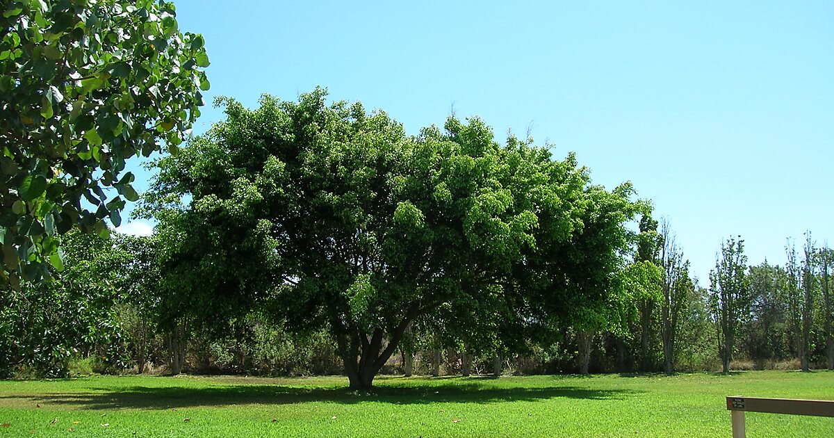 Ficus benjamina in Bangalore, India | Tripomatic