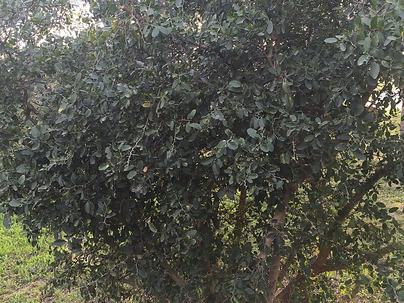 Granjeno in Hidalgo | Tripomatic