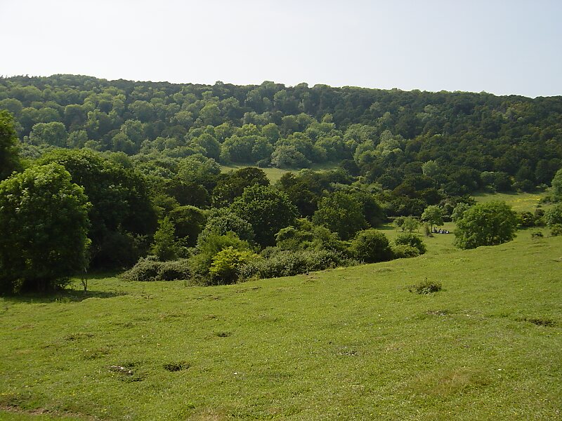 Kingley Vale National Nature Reserve in UK | Tripomatic