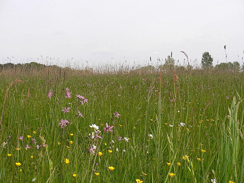 Kemzeke in Kemzeke, België - Belgique - Belgien | Tripomatic