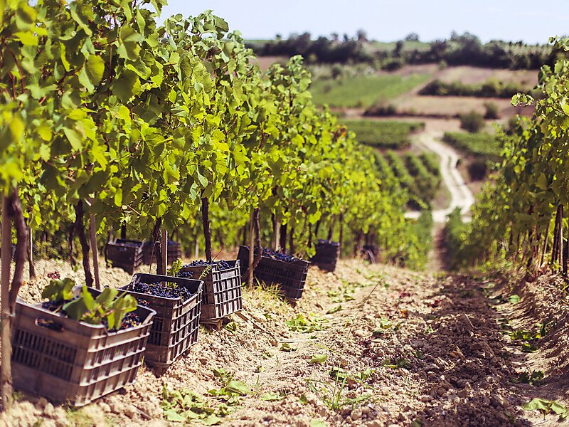 Rahovec in Metohija, Kosovo | Tripomatic