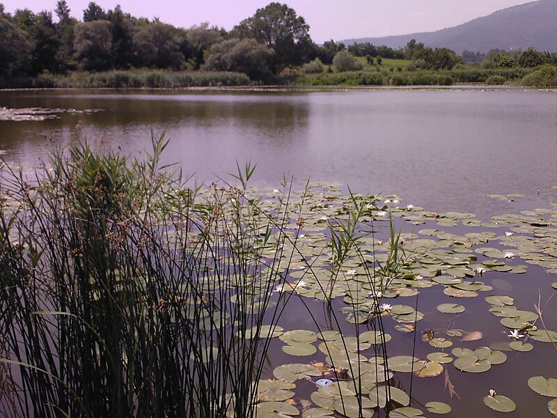 Riserva Naturale Torbiere del Sebino - Brescia, Italia | Tripomatic