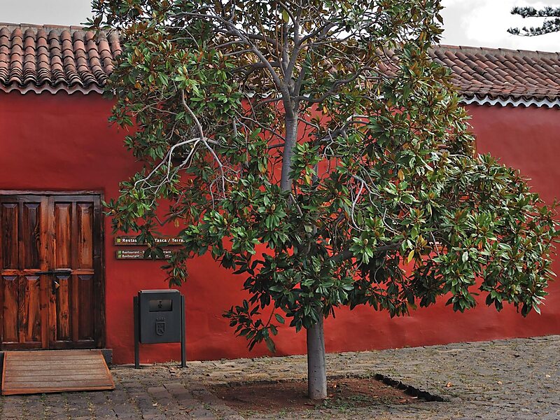 La Baranda Wine House in Tacoronte, Spain | Tripomatic